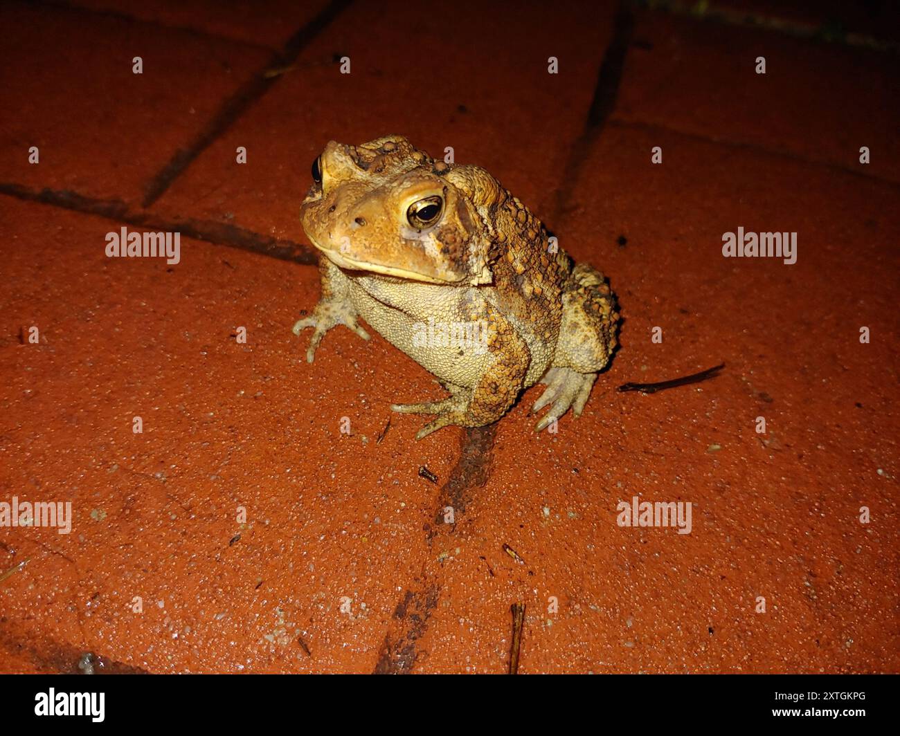Eastern American Toad (Anaxyrus americanus americanus) Amphibia Stock ...