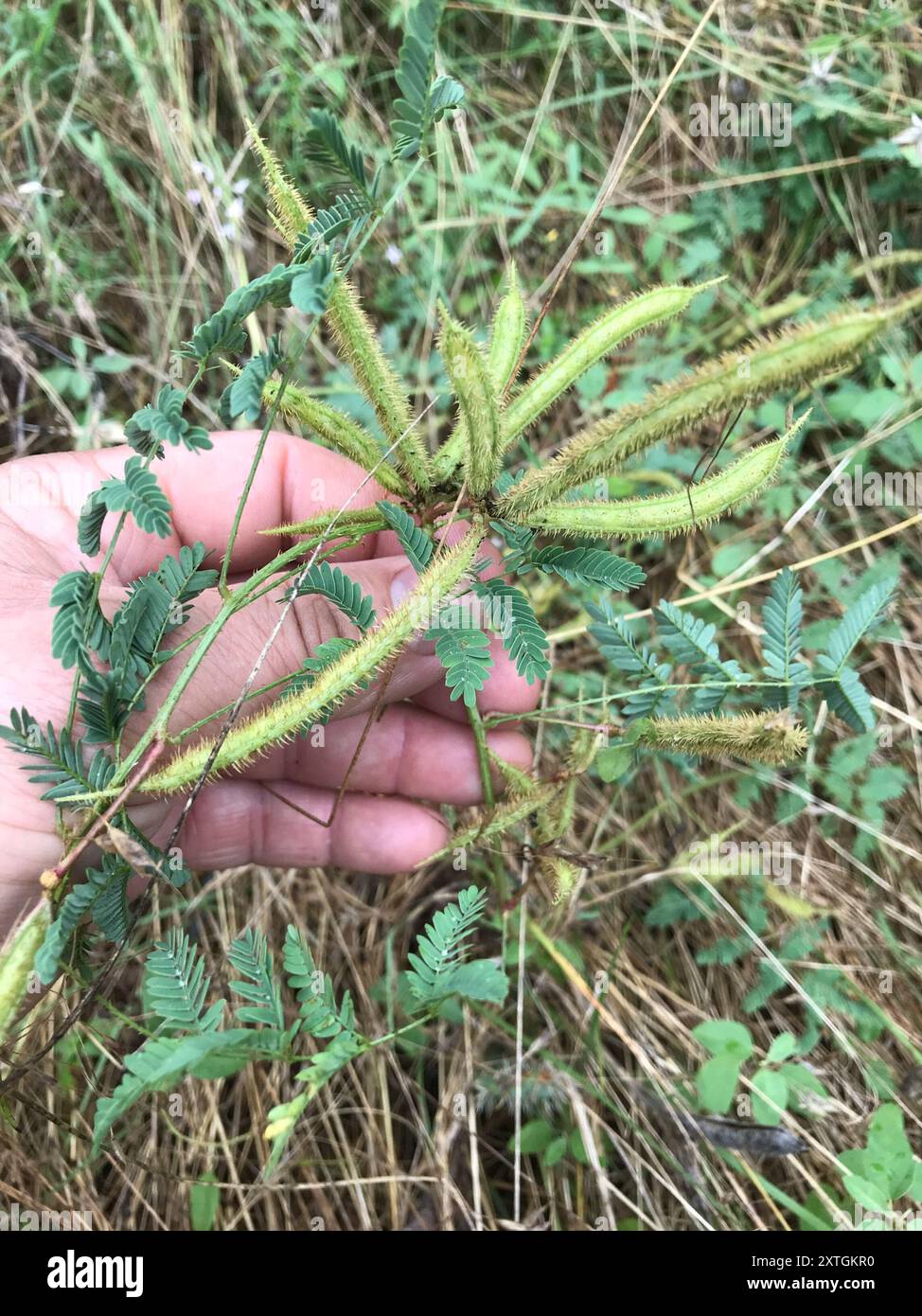 Roemer's sensitive briar (Mimosa quadrivalvis platycarpa) Plantae Stock ...