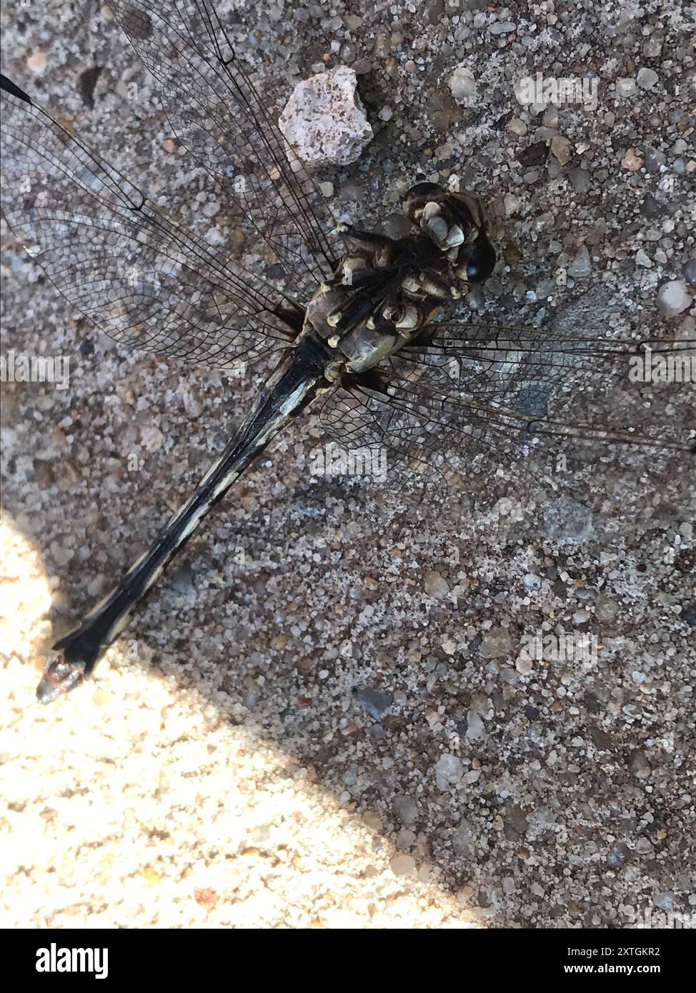 Common Sanddragon (Progomphus obscurus) Insecta Stock Photo - Alamy