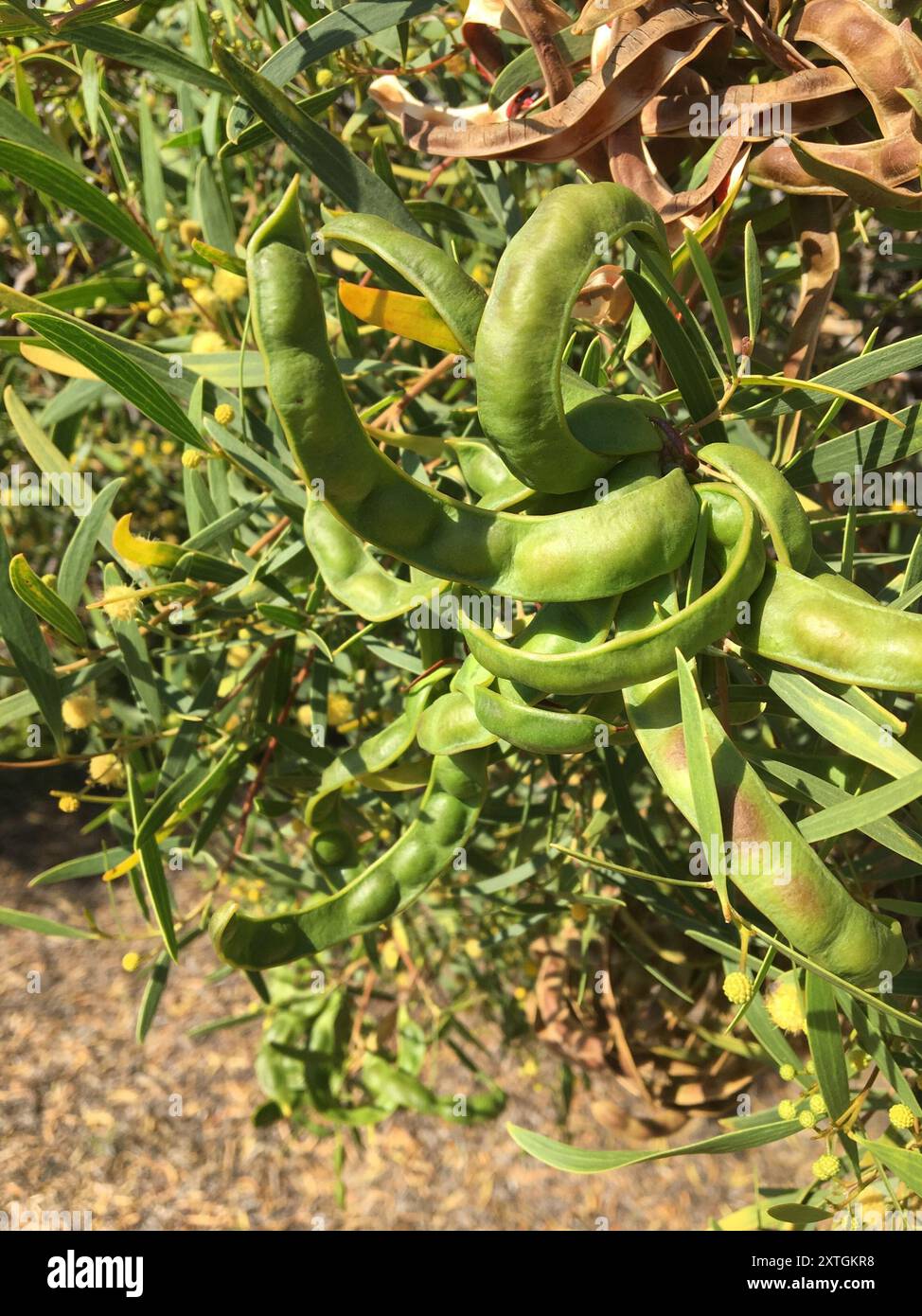 western coastal wattle (Acacia cyclops) Plantae Stock Photo - Alamy