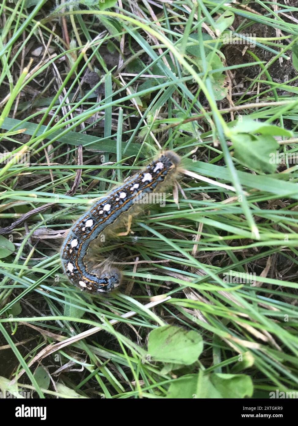 Forest Tent Caterpillar Moth (Malacosoma disstria) Insecta Stock Photo ...