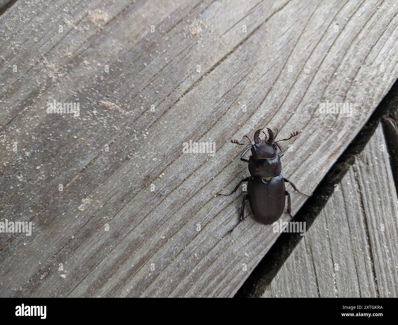 Smooth Stag Beetle (Lucanus placidus) Insecta Stock Photo - Alamy