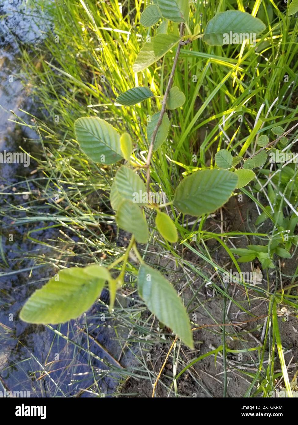 grey alder (Alnus incana) Plantae Stock Photo - Alamy