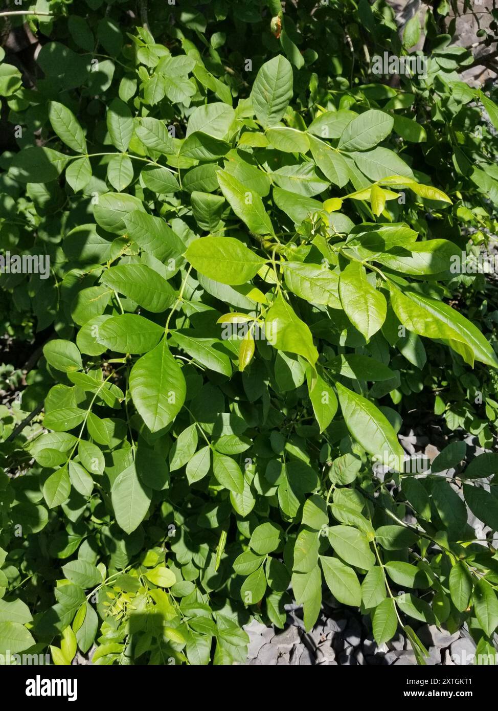 Oregon Ash (Fraxinus latifolia) Plantae Stock Photo - Alamy