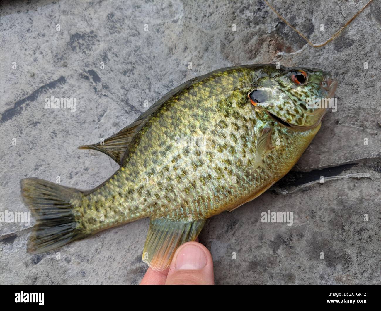 Redear Sunfish (Lepomis microlophus) Actinopterygii Stock Photo - Alamy