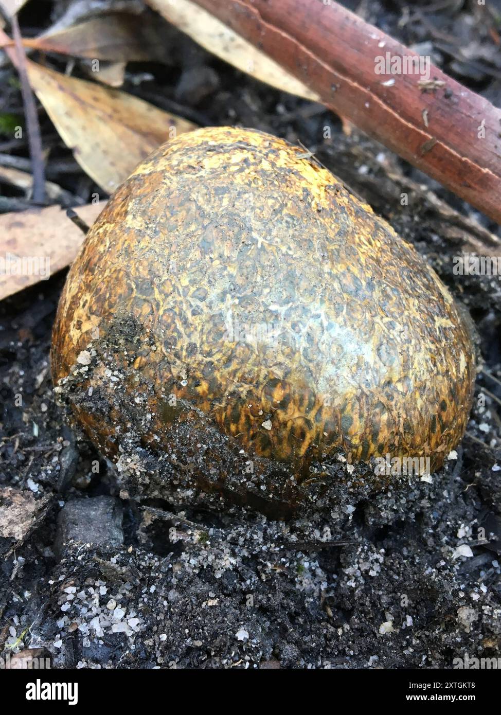 Dyeball (Pisolithus arhizus) Fungi Stock Photo - Alamy