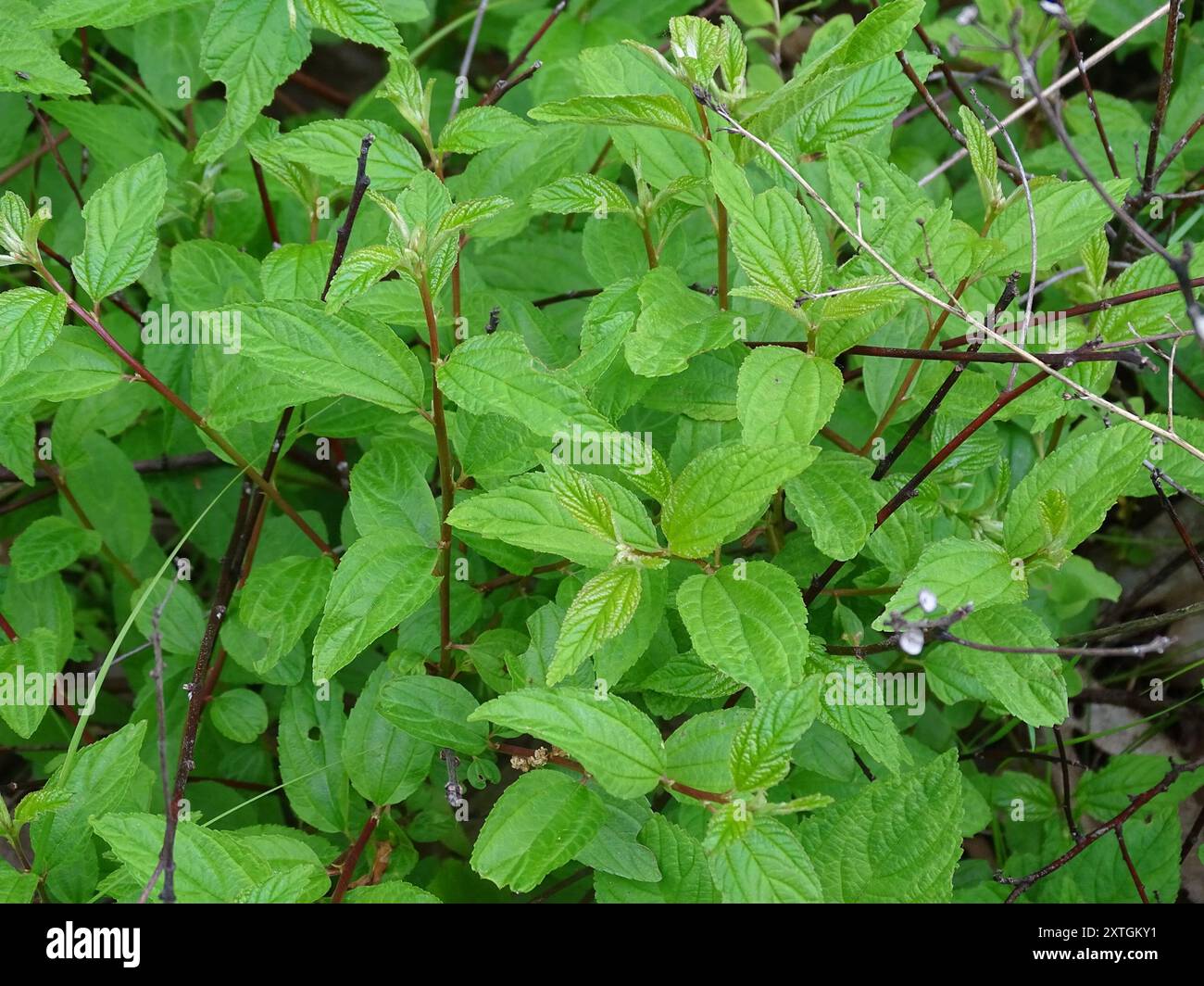 New Jersey tea (Ceanothus americanus) Plantae Stock Photo - Alamy