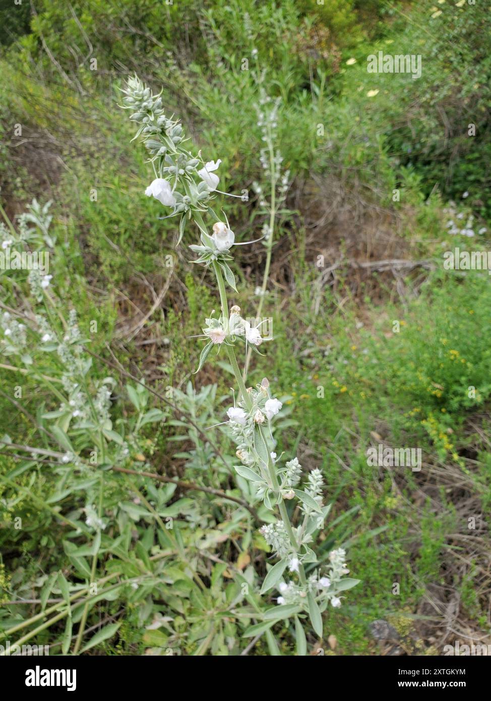 white sage (Salvia apiana) Plantae Stock Photo - Alamy