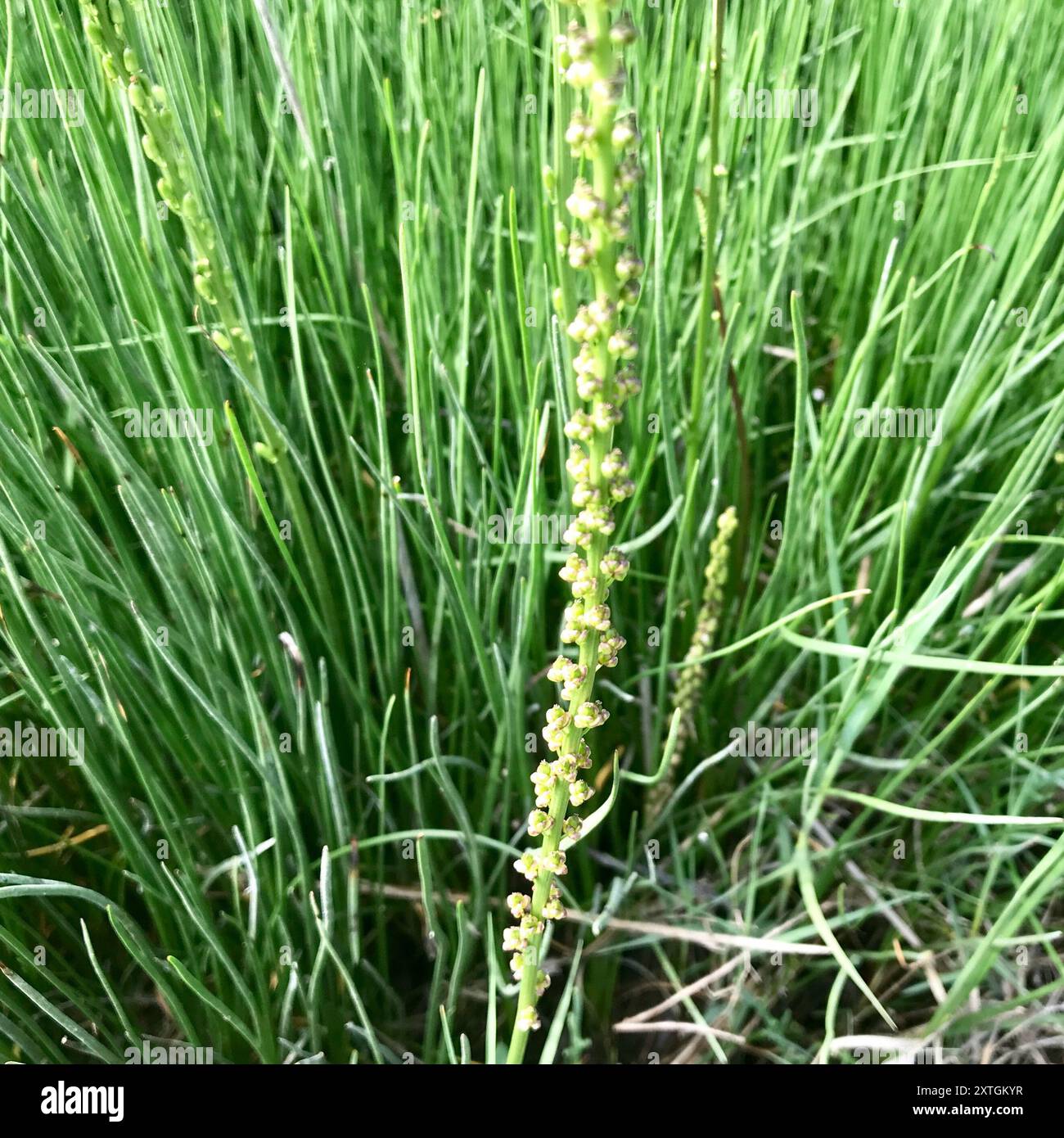 common arrowgrass (Triglochin maritima) Plantae Stock Photo - Alamy