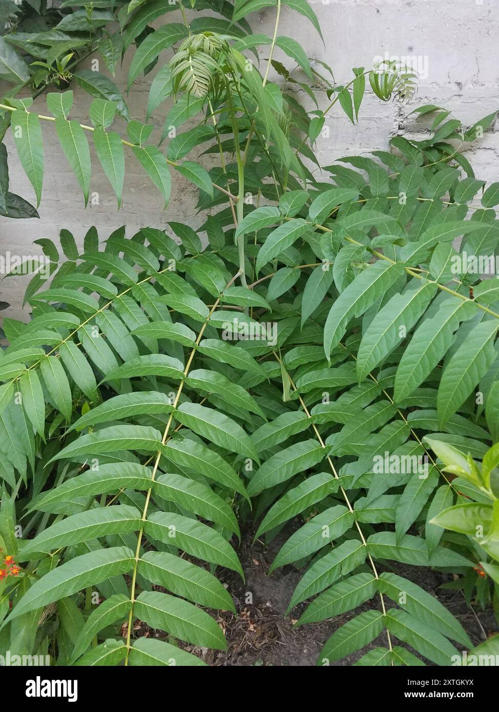 tree-of-heaven (Ailanthus altissima) Plantae Stock Photo - Alamy