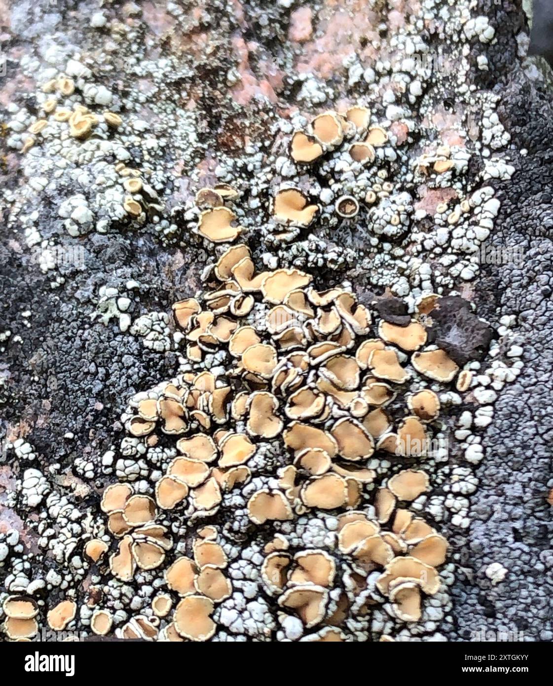 Scattered Rock-posy Lichen (Rhizoplaca subdiscrepans) Fungi Stock Photo ...