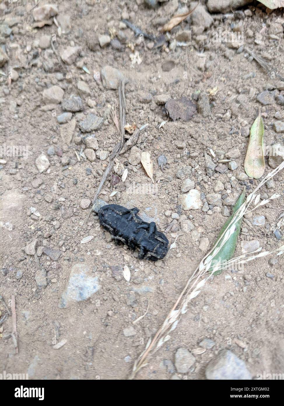 Diabolical Ironclad Beetle (Phloeodes diabolicus) Insecta Stock Photo ...