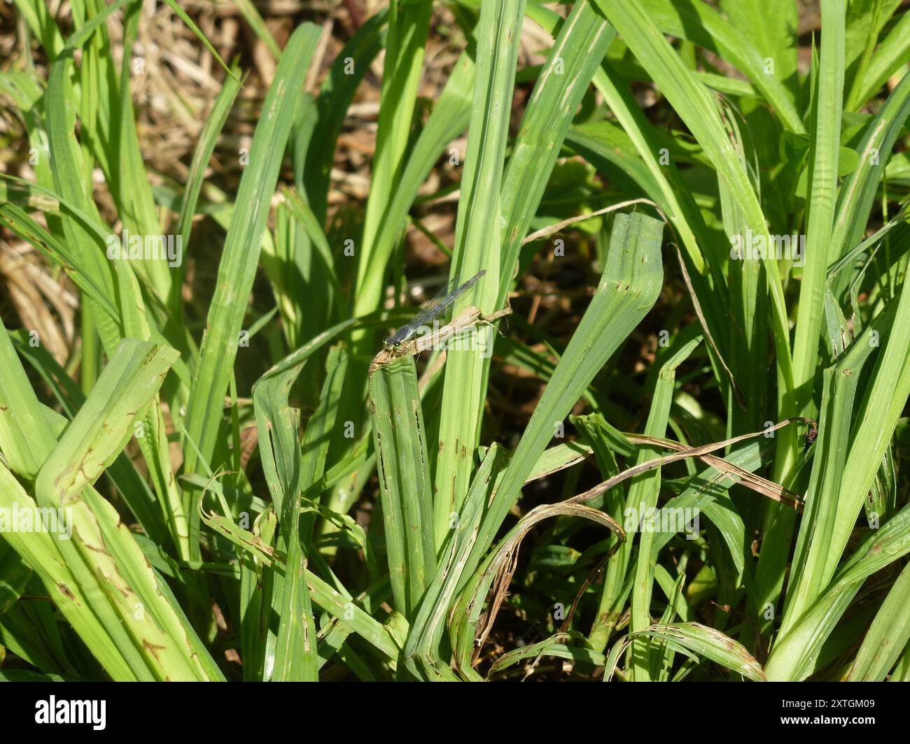 Fragile Forktail (Ischnura posita) Insecta Stock Photo - Alamy