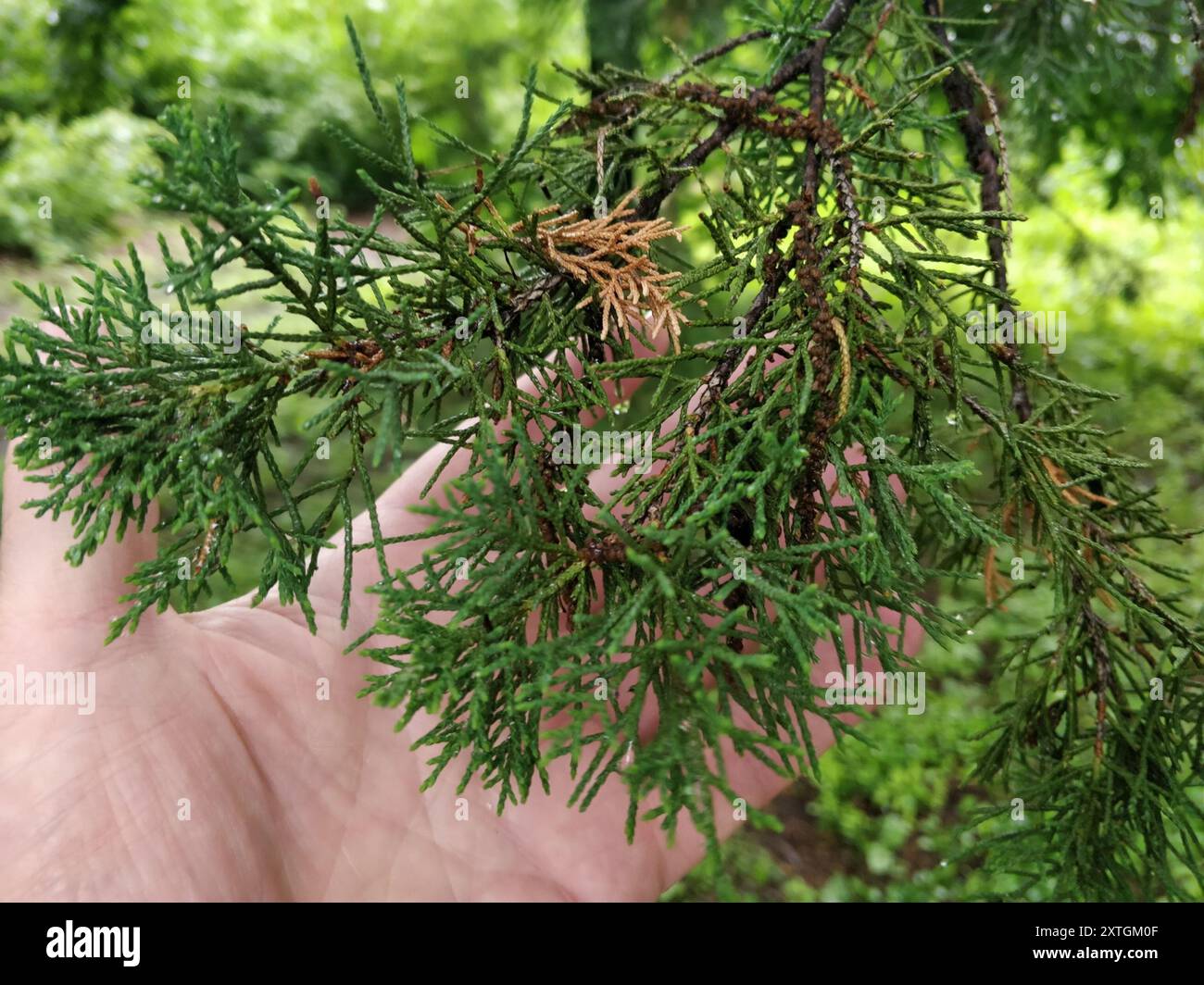 eastern redcedar (Juniperus virginiana) Plantae Stock Photo - Alamy