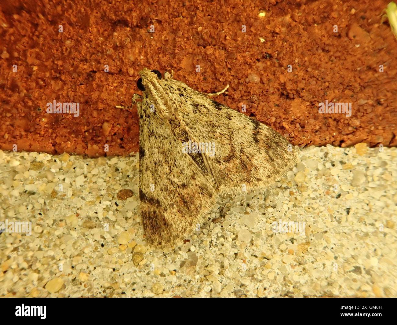 Dimorphic Macalla Moth (Epipaschia superatalis) Insecta Stock Photo - Alamy
