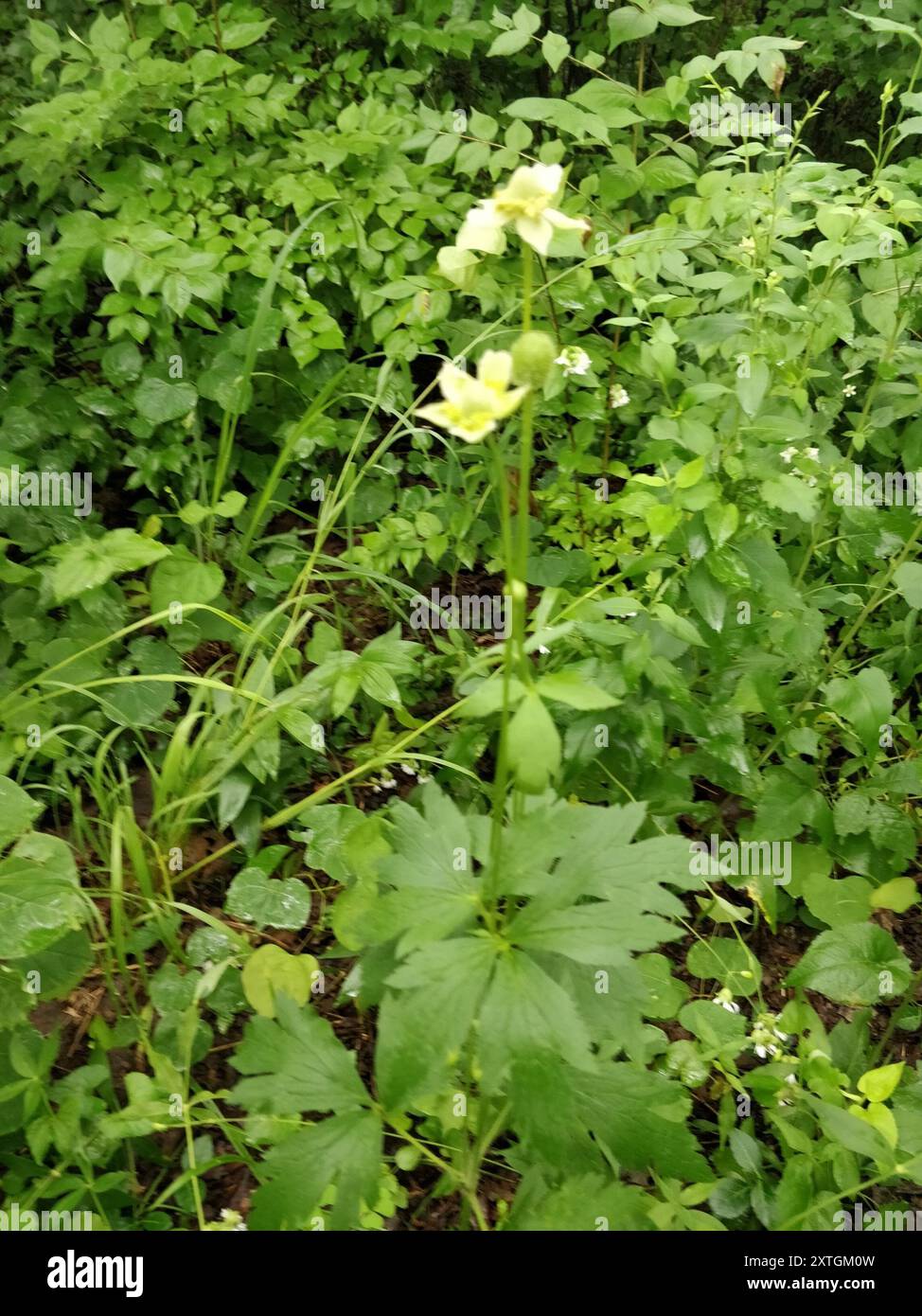 tall thimbleweed (Anemone virginiana) Plantae Stock Photo - Alamy