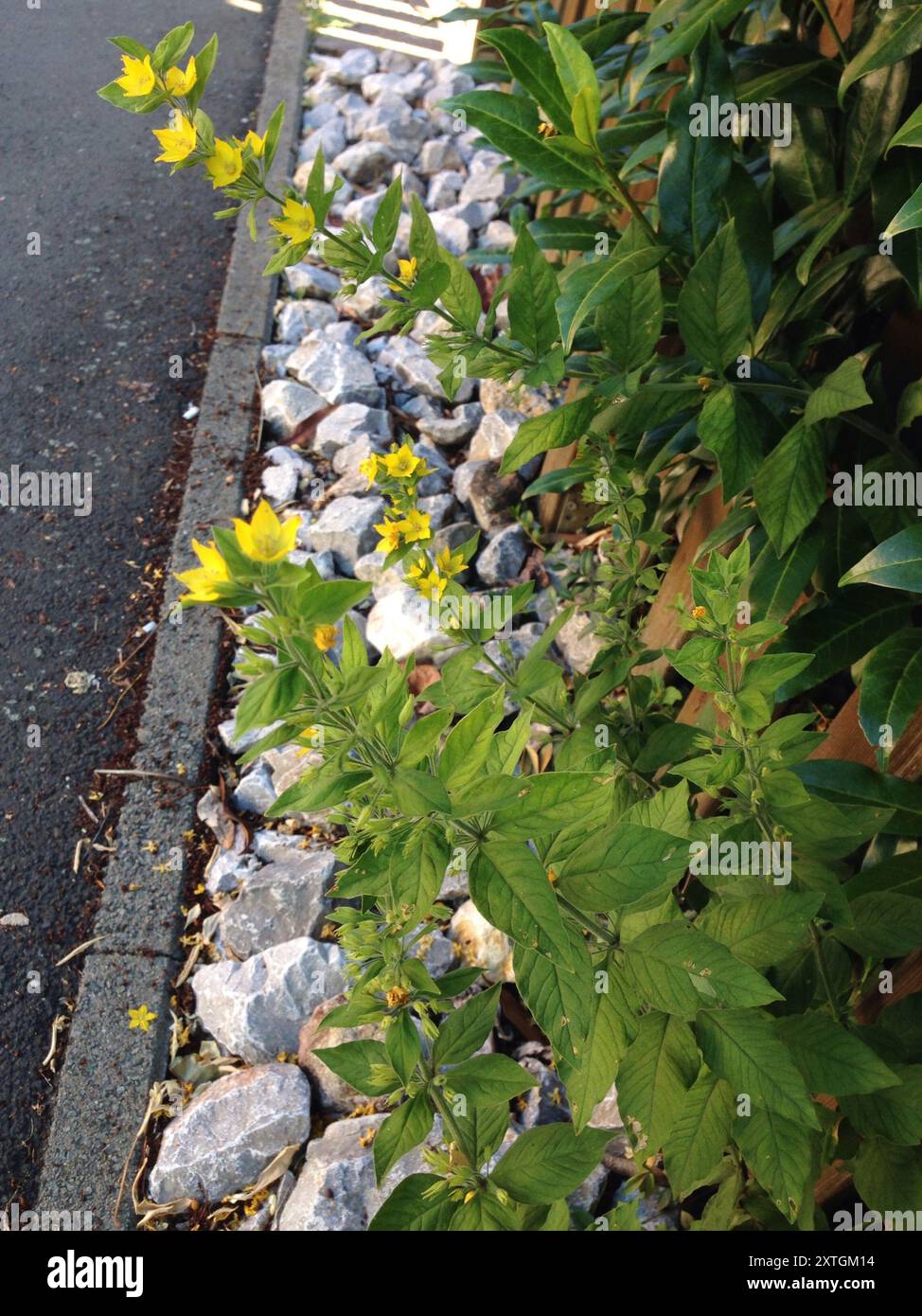 Dotted Loosestrife (Lysimachia punctata) Plantae Stock Photo - Alamy