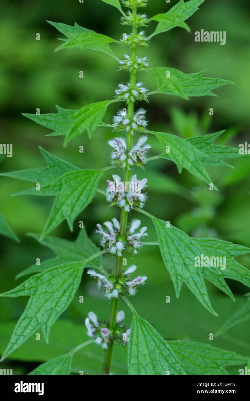 common motherwort (Leonurus cardiaca) Plantae Stock Photo - Alamy