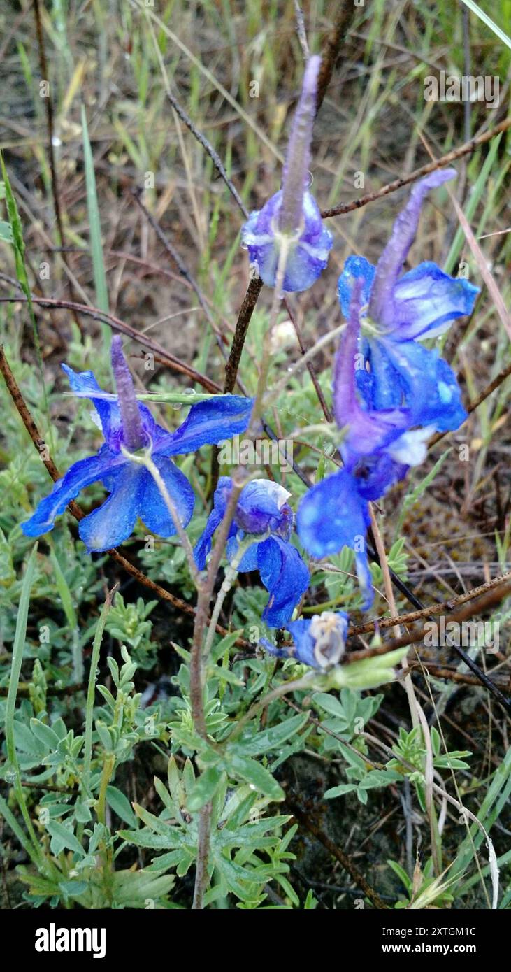Low Larkspur (Delphinium bicolor) Plantae Stock Photo - Alamy