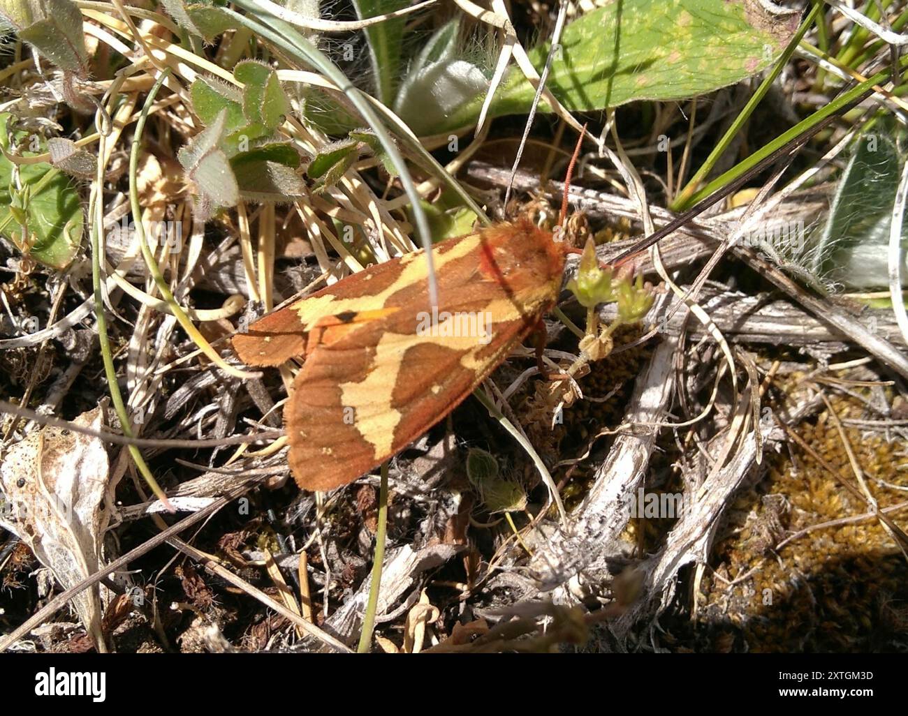 (Arctia dejeani) Insecta Stock Photo - Alamy
