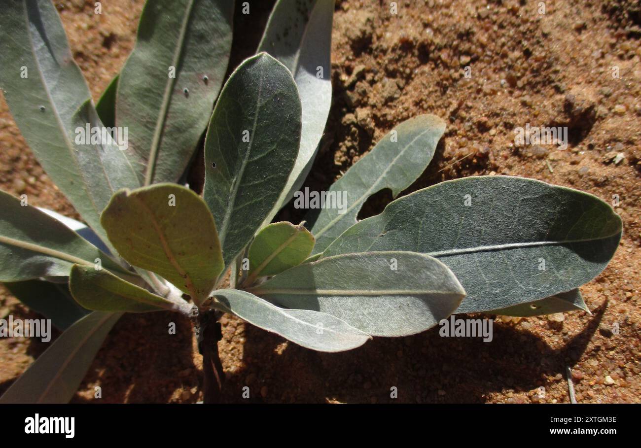 silver terminalia (Terminalia sericea) Plantae Stock Photo - Alamy