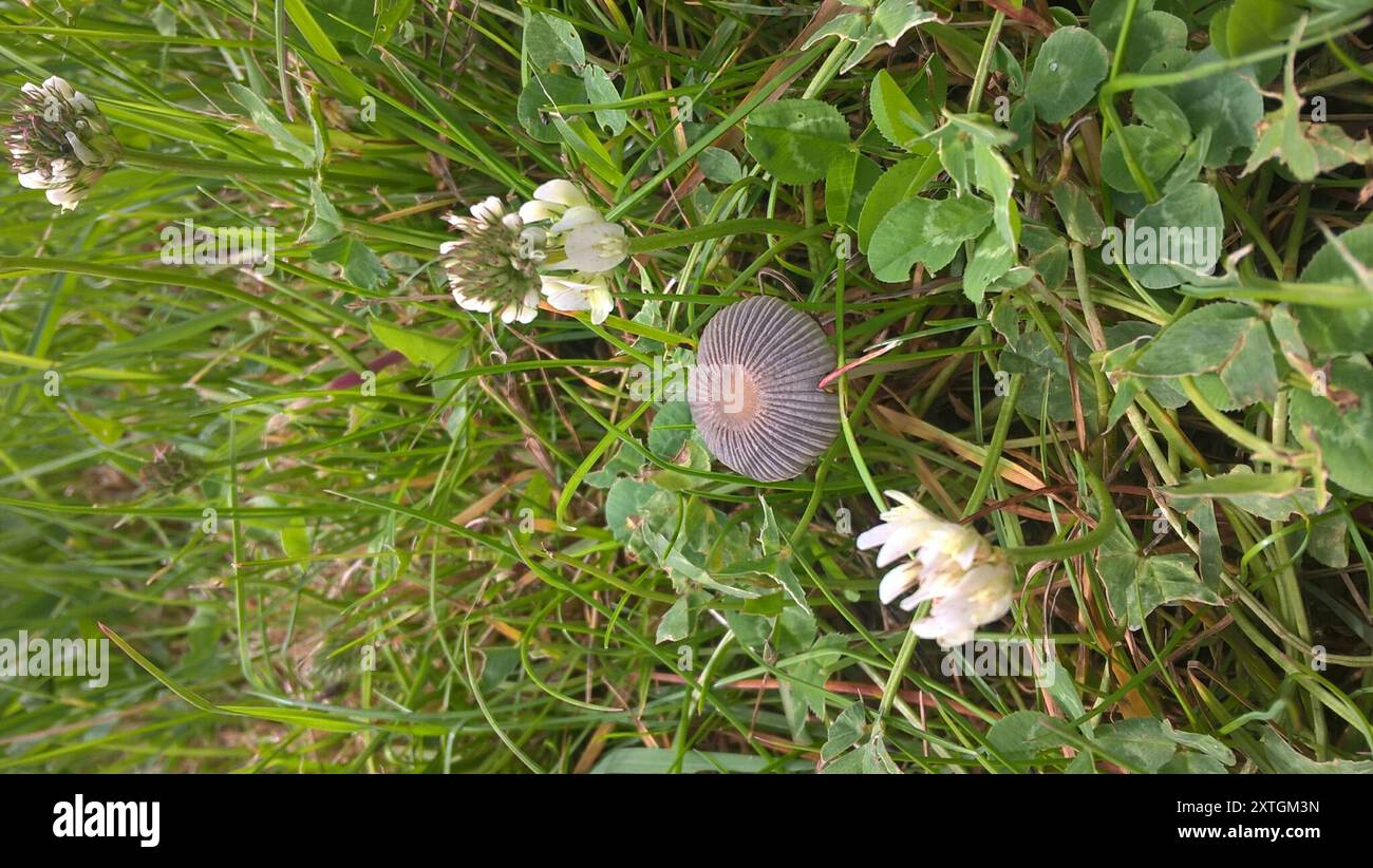 pleated inkcap (Parasola plicatilis) Fungi Stock Photo - Alamy