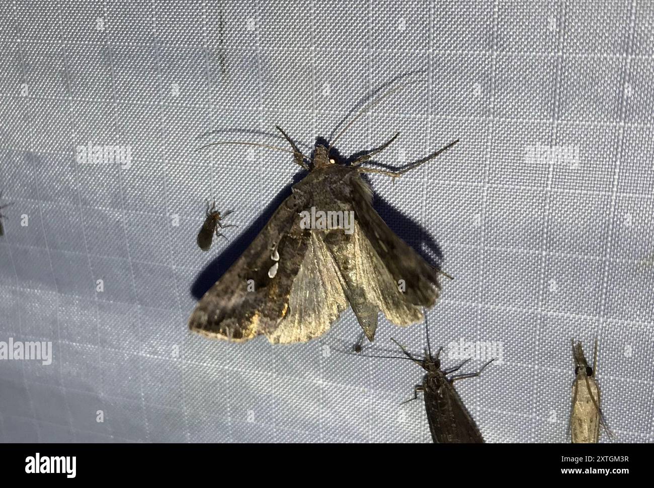 Common Looper Moth (Autographa precationis) Insecta Stock Photo - Alamy