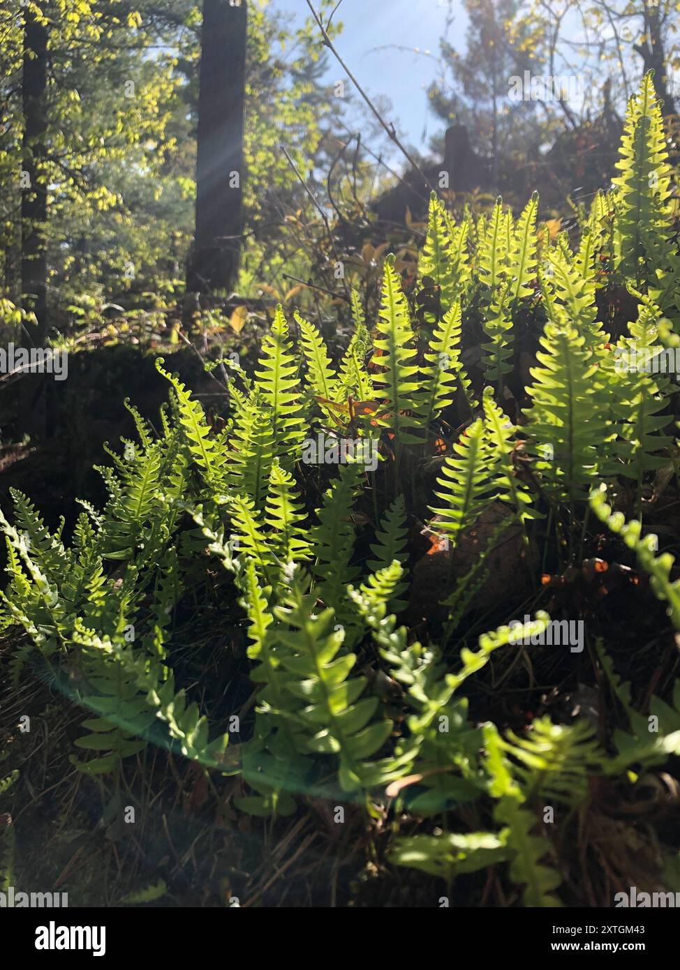 rock polypody (Polypodium virginianum) Plantae Stock Photo - Alamy