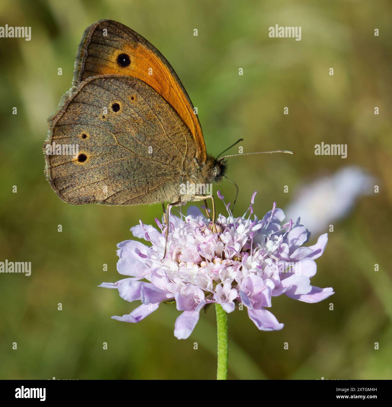 Meadow Brown (Maniola jurtina) Insecta Stock Photo - Alamy
