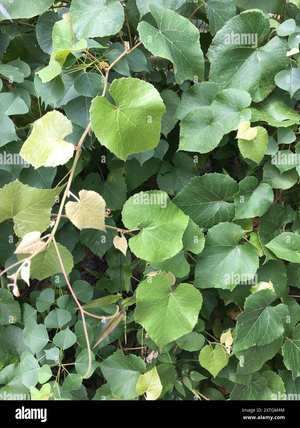 graybark grape (Vitis cinerea) Plantae Stock Photo - Alamy