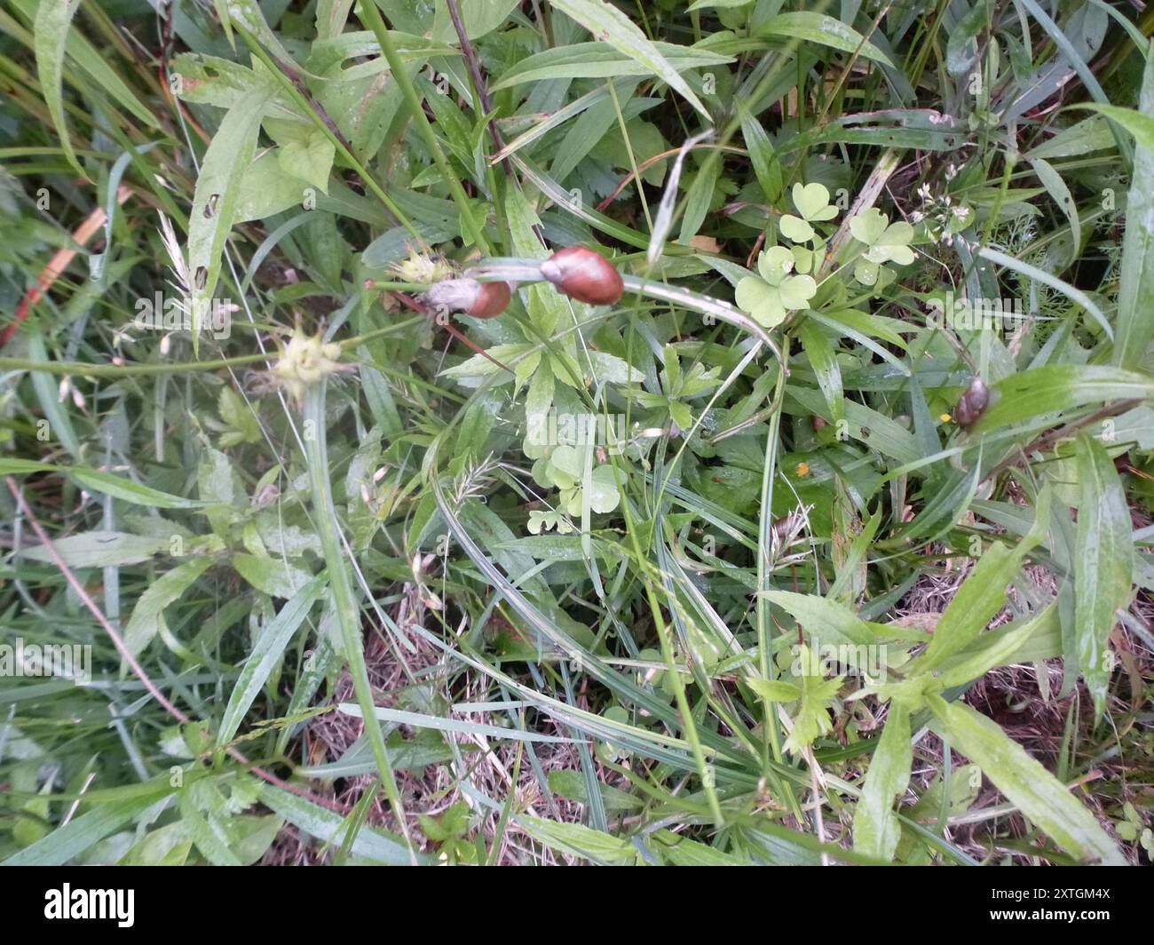 Amber Snails (Succineidae) Mollusca Stock Photo - Alamy
