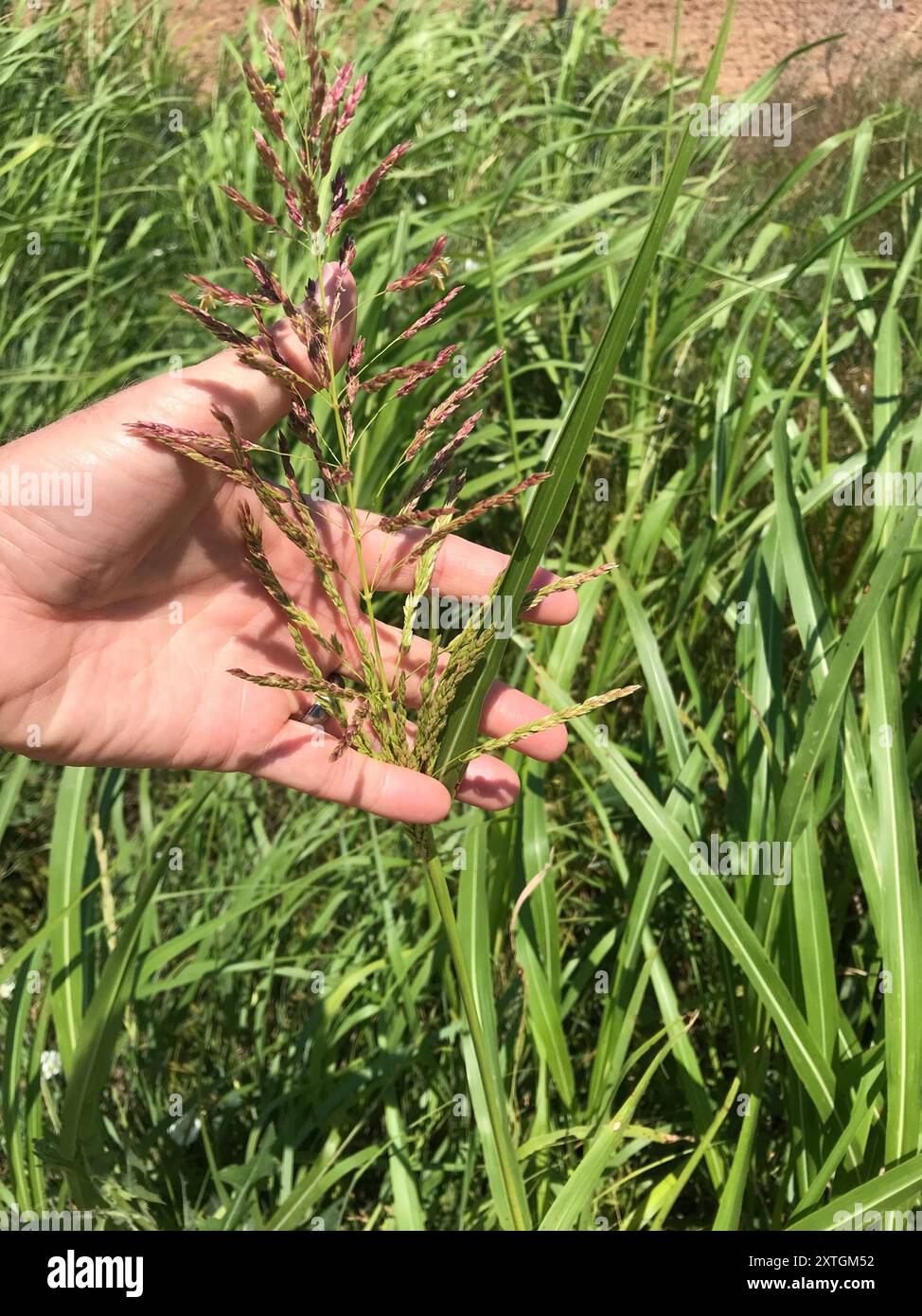 Johnson grass (Sorghum halepense) Plantae Stock Photo - Alamy