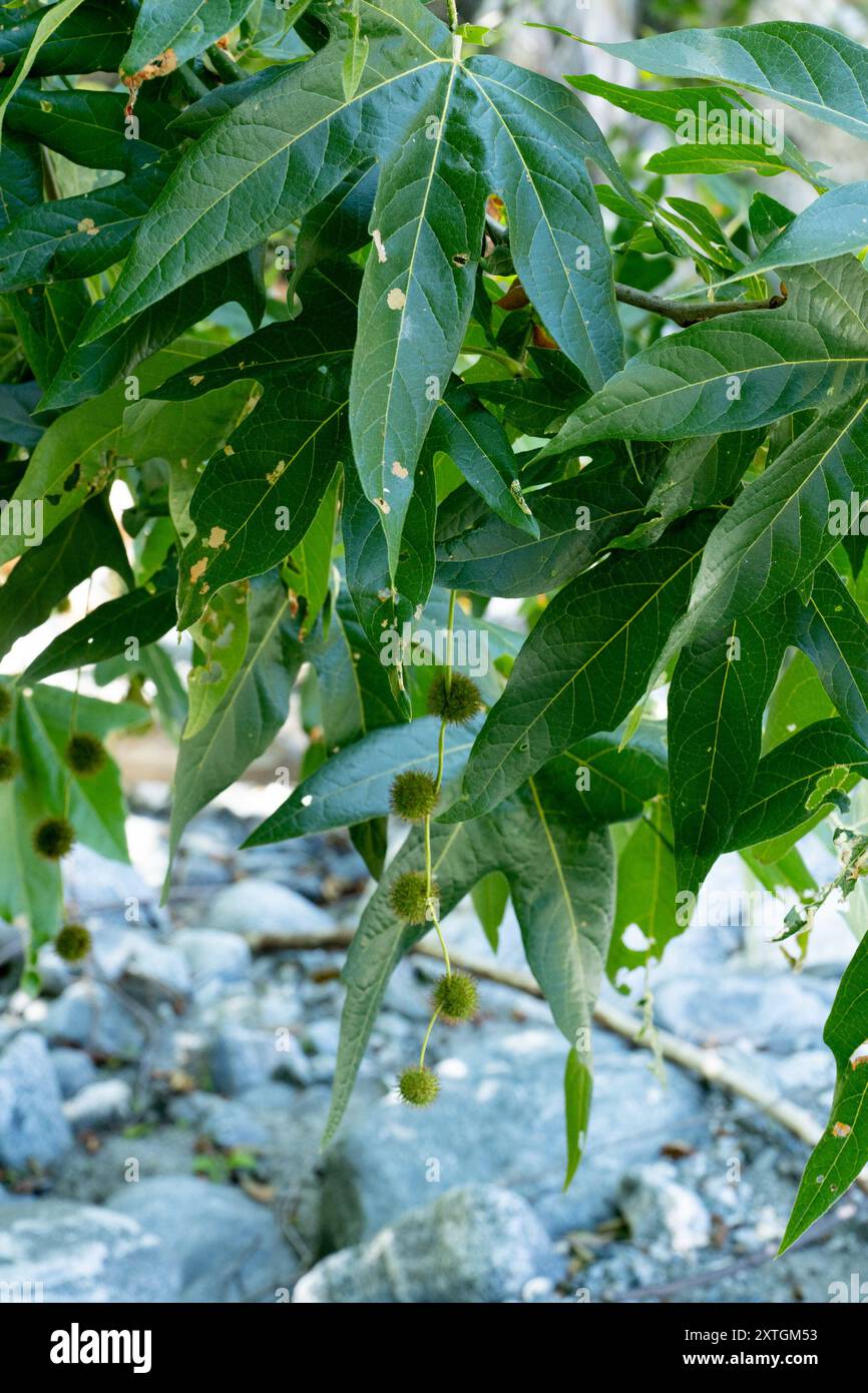 western sycamore (Platanus racemosa) Plantae Stock Photo - Alamy