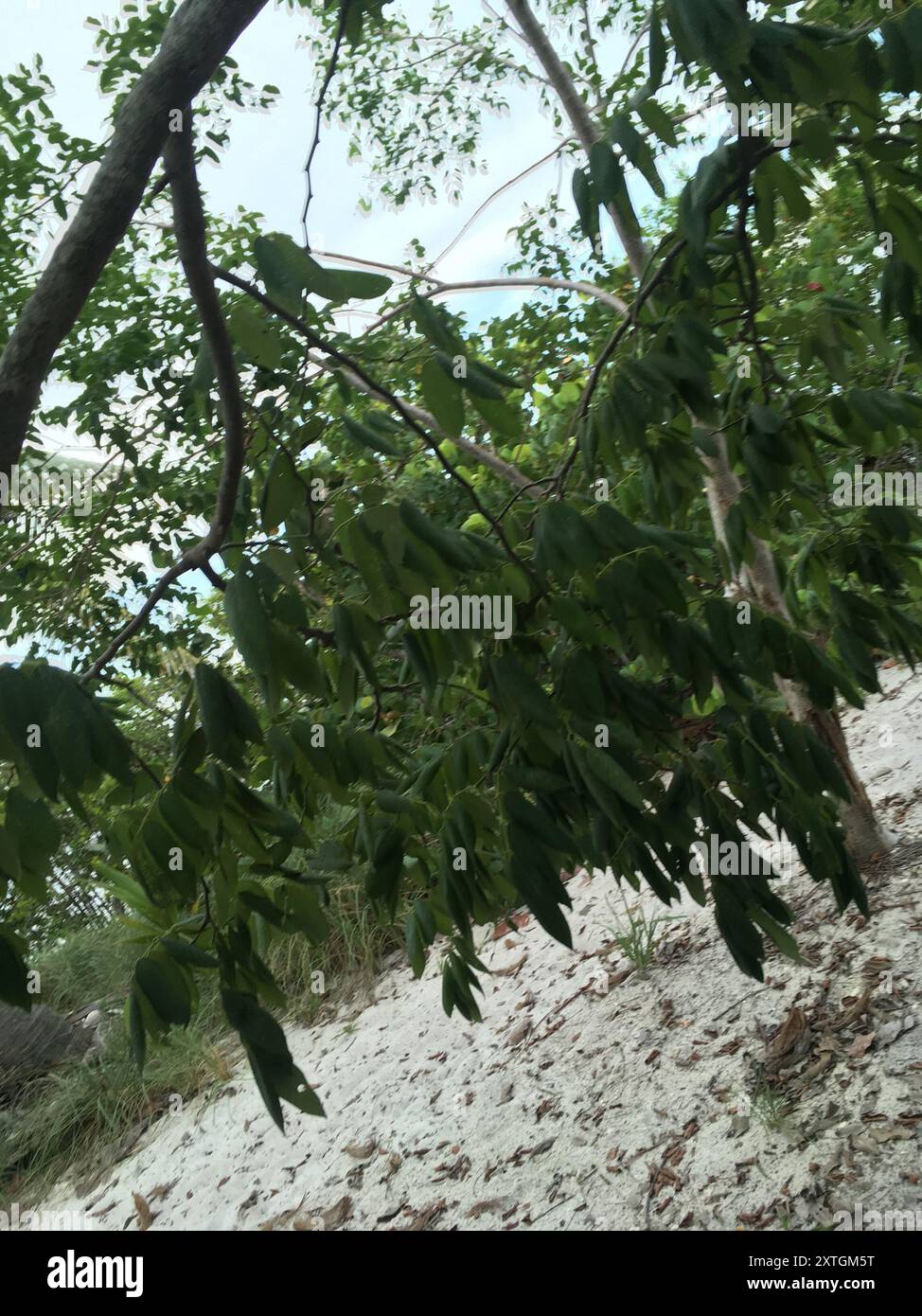 Jamaican dogwood (Piscidia piscipula) Plantae Stock Photo - Alamy