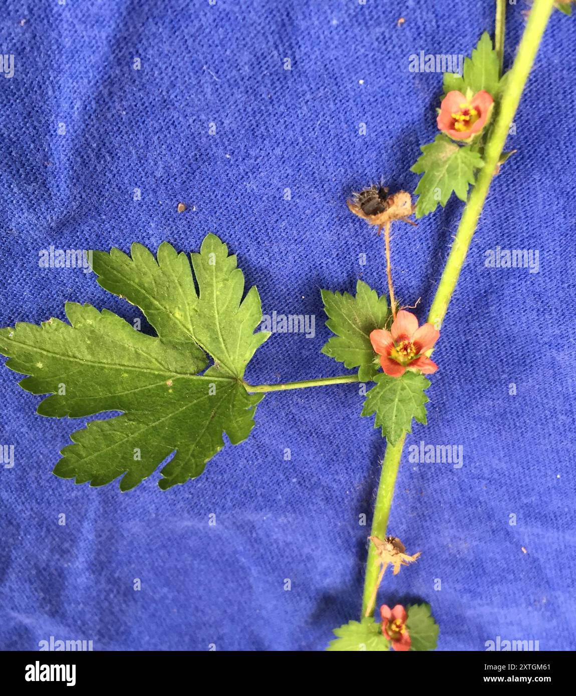 Carolina Bristlemallow (Modiola caroliniana) Plantae Stock Photo - Alamy