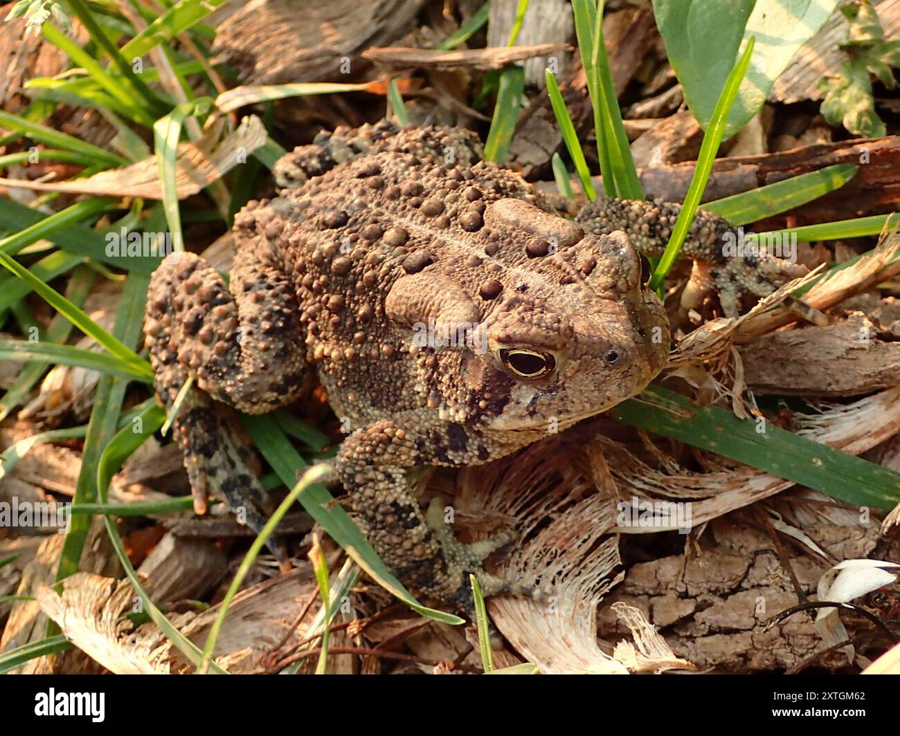 American Toad (Anaxyrus americanus) Amphibia Stock Photo - Alamy