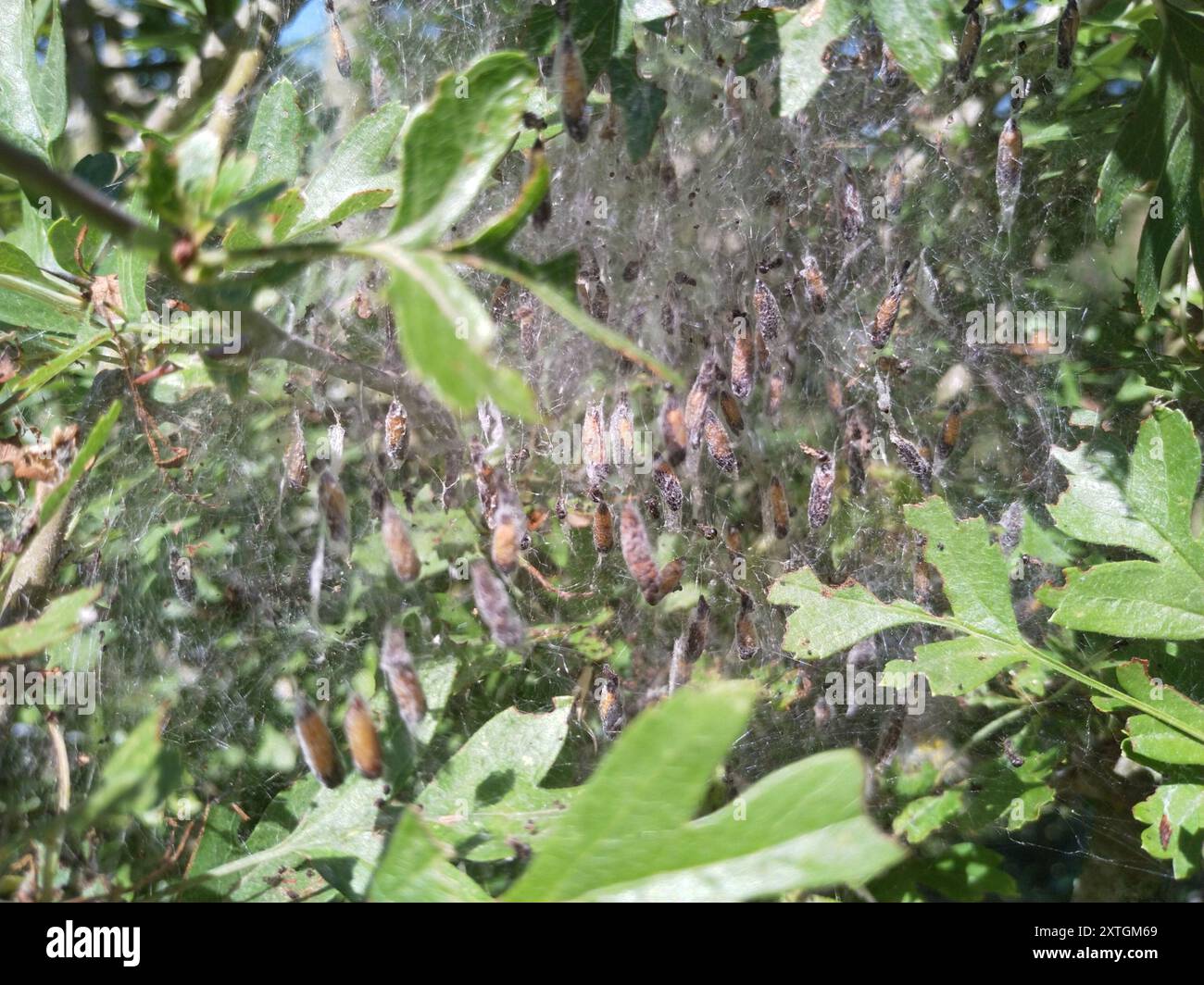 Small Ermine Moths (Yponomeuta) Insecta Stock Photo - Alamy