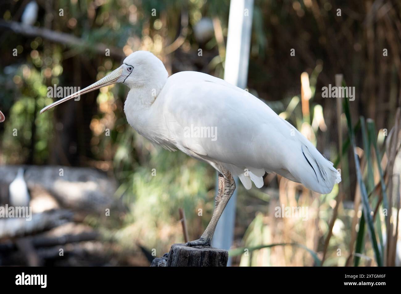 The yellow spoonbill is a large white sea bird with a cream bill that ...