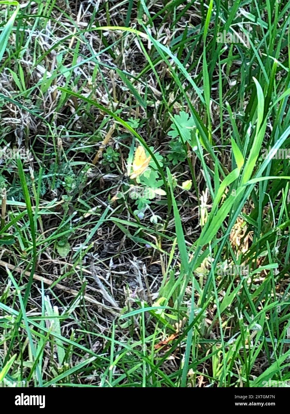 The Spinach (Eulithis mellinata) Insecta Stock Photo - Alamy