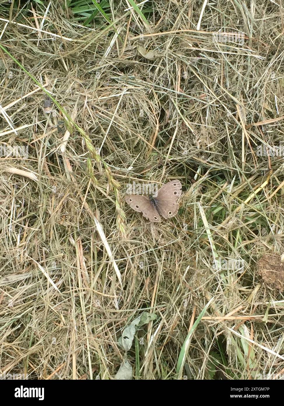 Little Wood Satyr (Megisto cymela) Insecta Stock Photo - Alamy