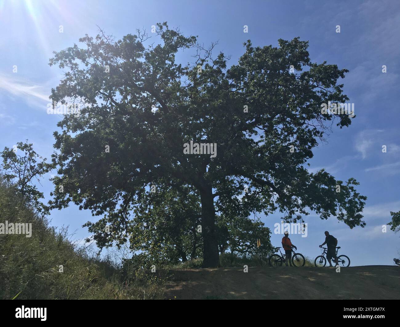 valley oak (Quercus lobata) Plantae Stock Photo - Alamy