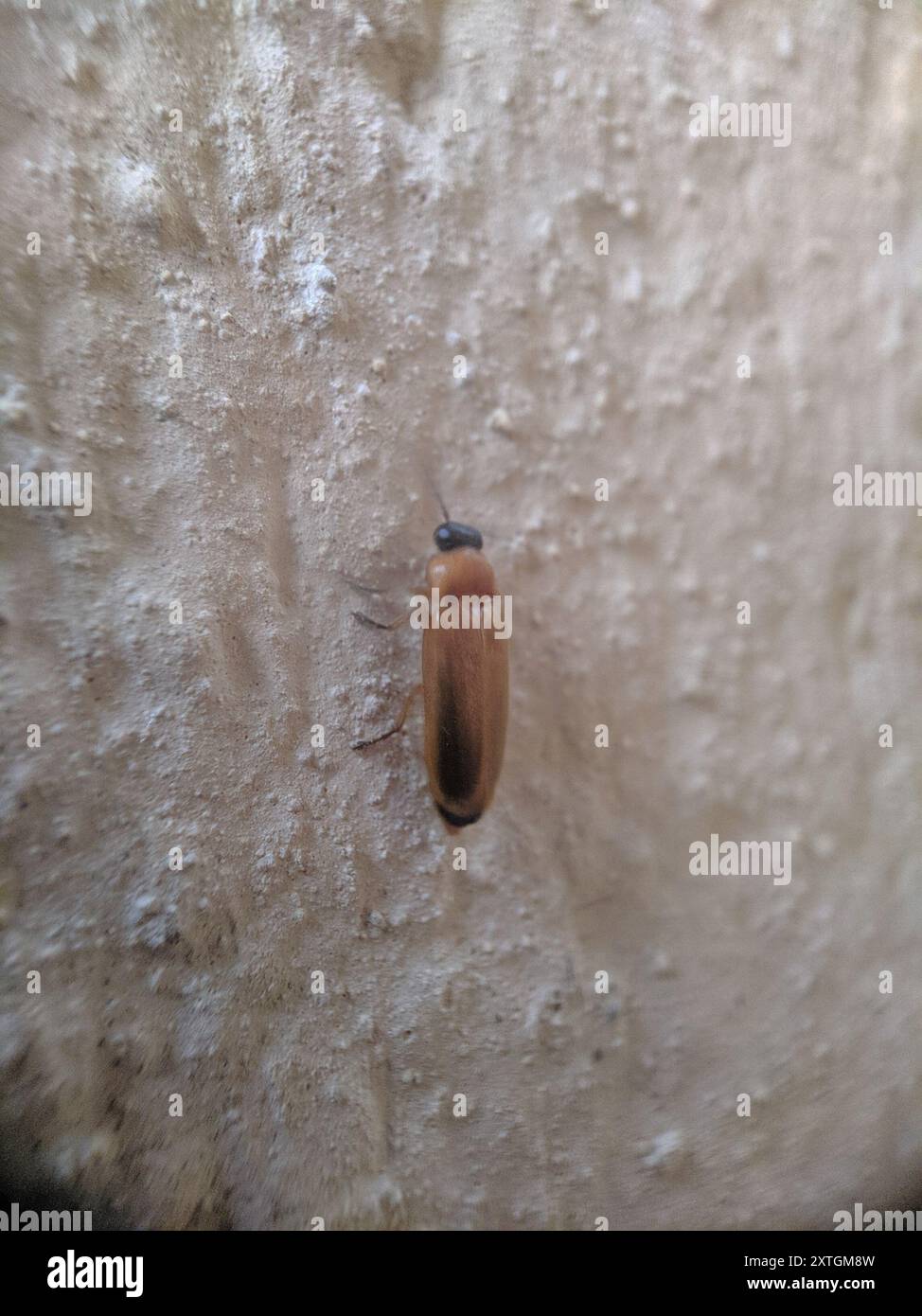 Fireflies (Lampyridae) Insecta Stock Photo - Alamy