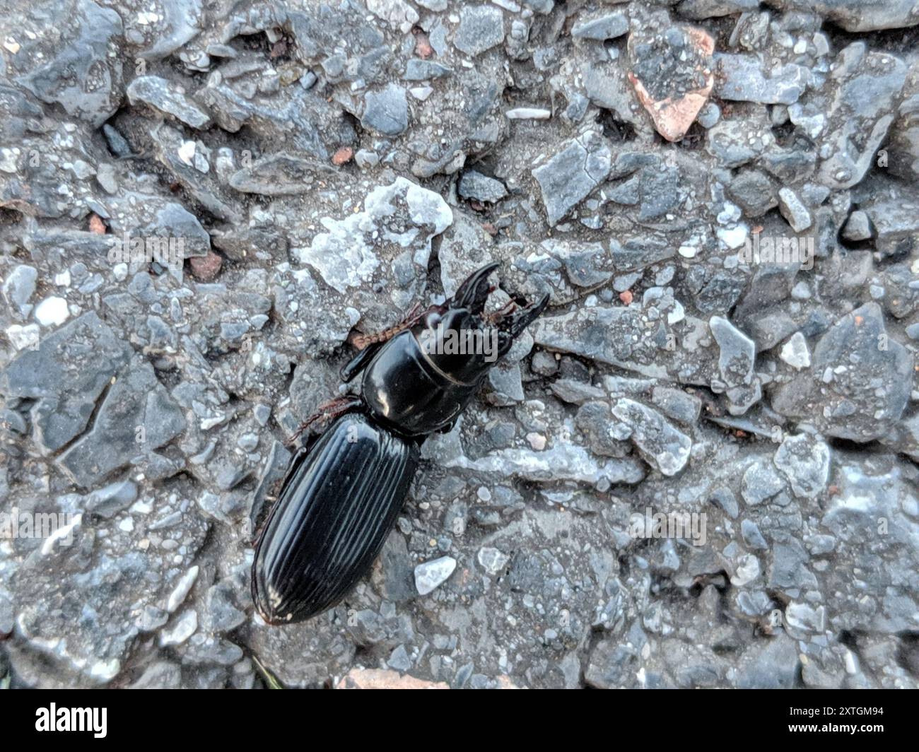 Big-headed Ground Beetle (Scarites subterraneus) Insecta Stock Photo ...