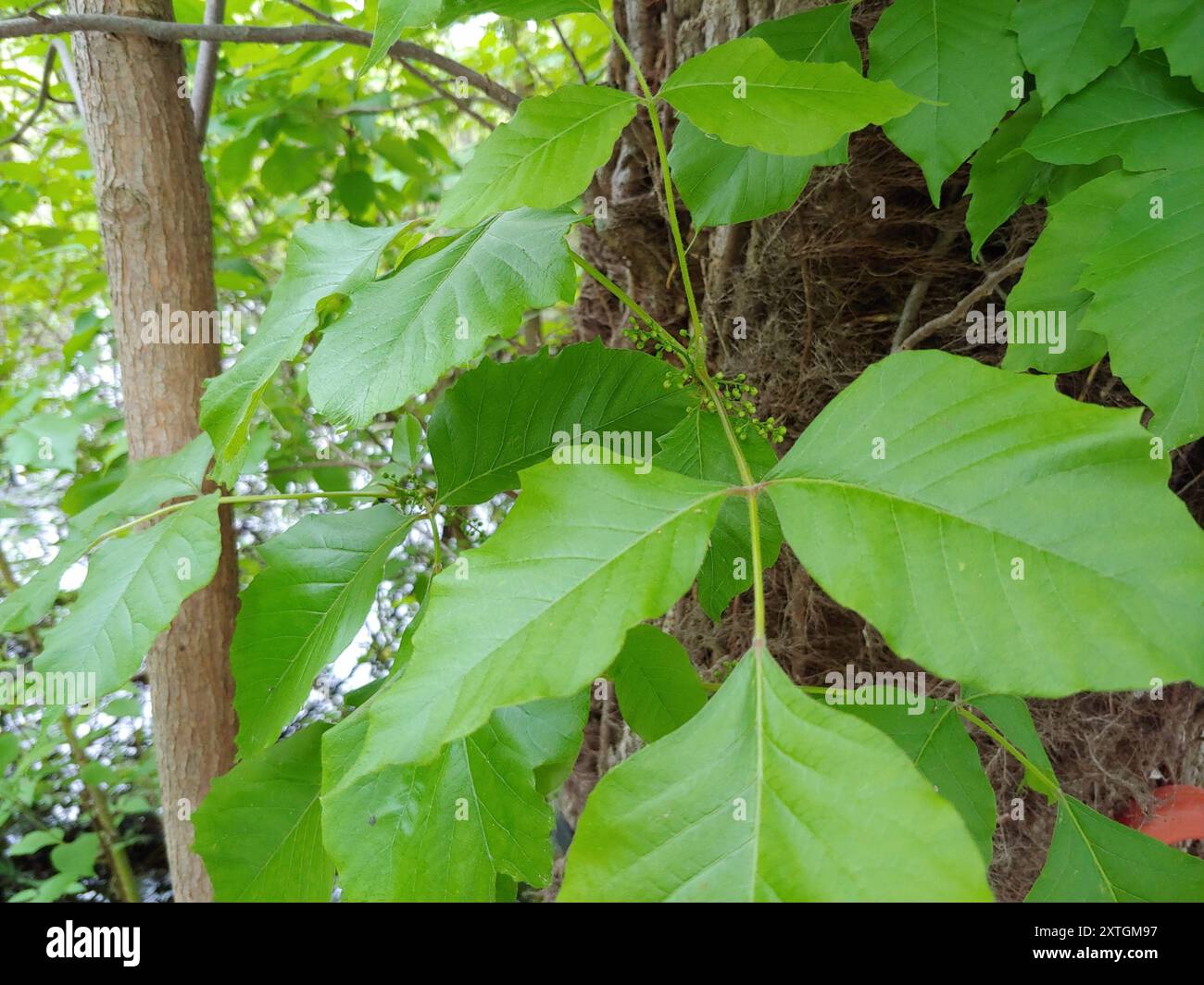 eastern poison ivy (Toxicodendron radicans) Plantae Stock Photo - Alamy