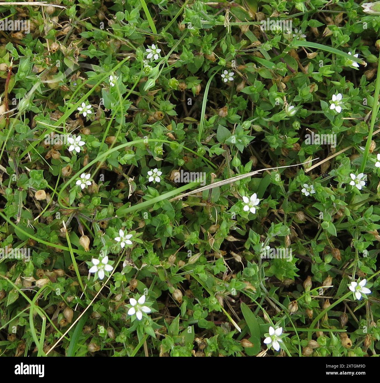 Thyme-leaved Sandwort (Arenaria serpyllifolia) Plantae Stock Photo - Alamy