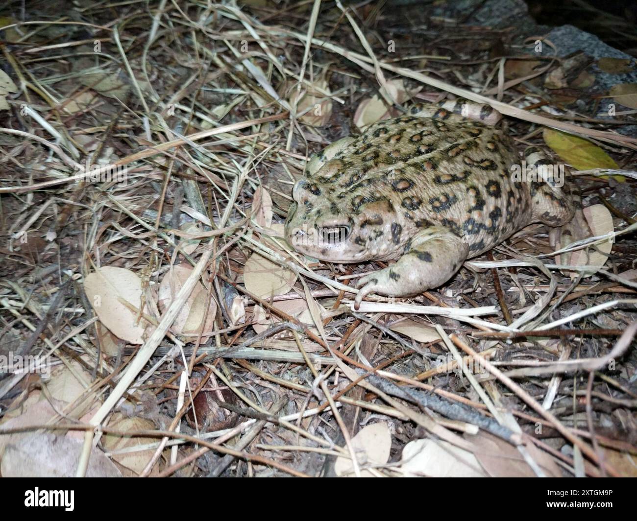 Western Toad (Anaxyrus boreas) Amphibia Stock Photo - Alamy