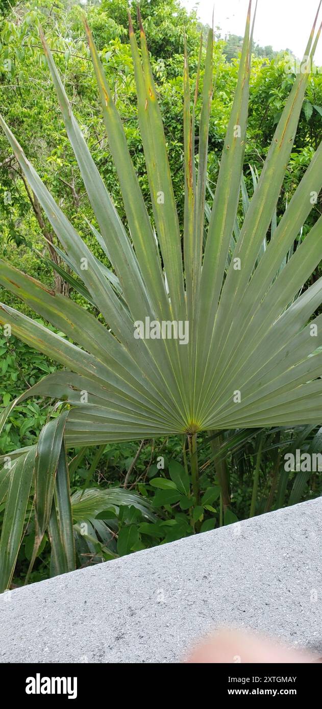 Silver thatch palm hi-res stock photography and images - Alamy