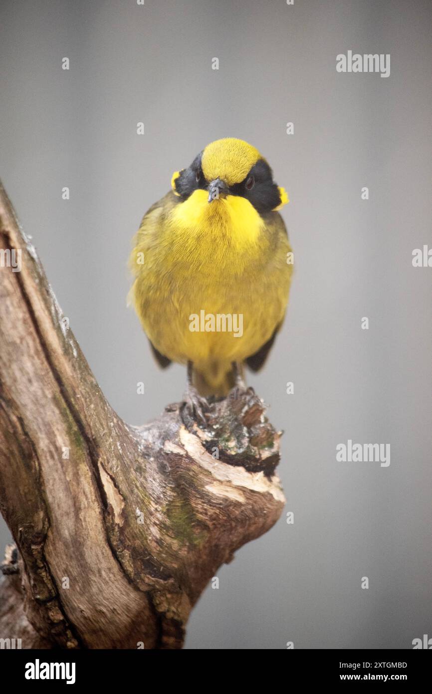 the yellow tufted honeyeater has a bright yellow forehead, crown and ...