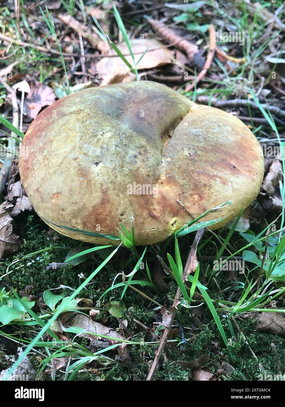 boletes (Boletaceae) Fungi Stock Photo - Alamy