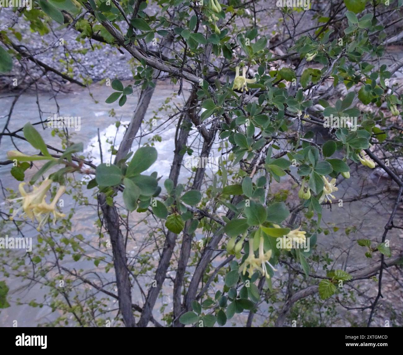 small-leaved honeysuckle (Lonicera microphylla) Plantae Stock Photo - Alamy